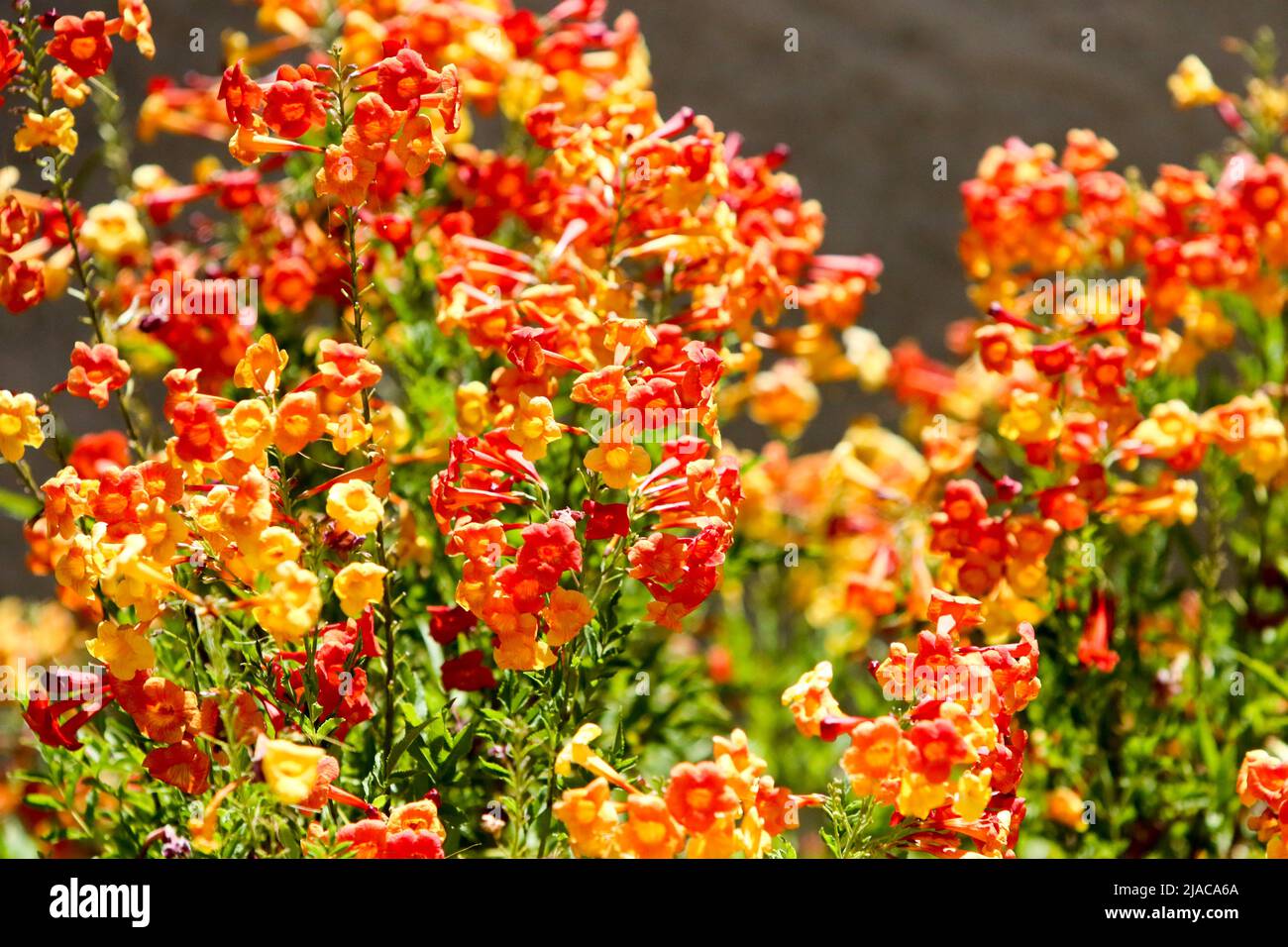 Bells of Fire Tecoma plant Stock Photo - Alamy