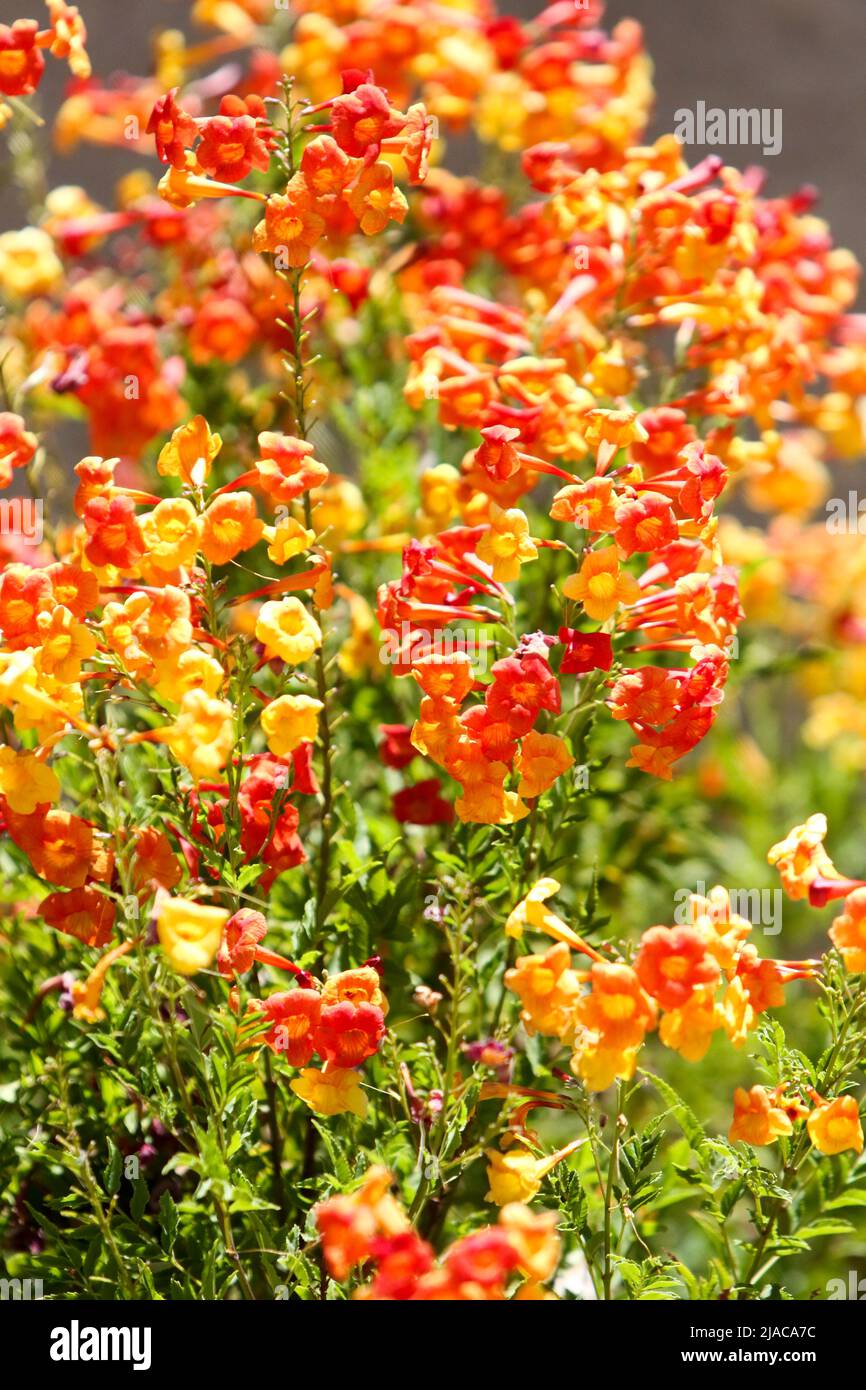 Bells of Fire Tecoma plant Stock Photo - Alamy