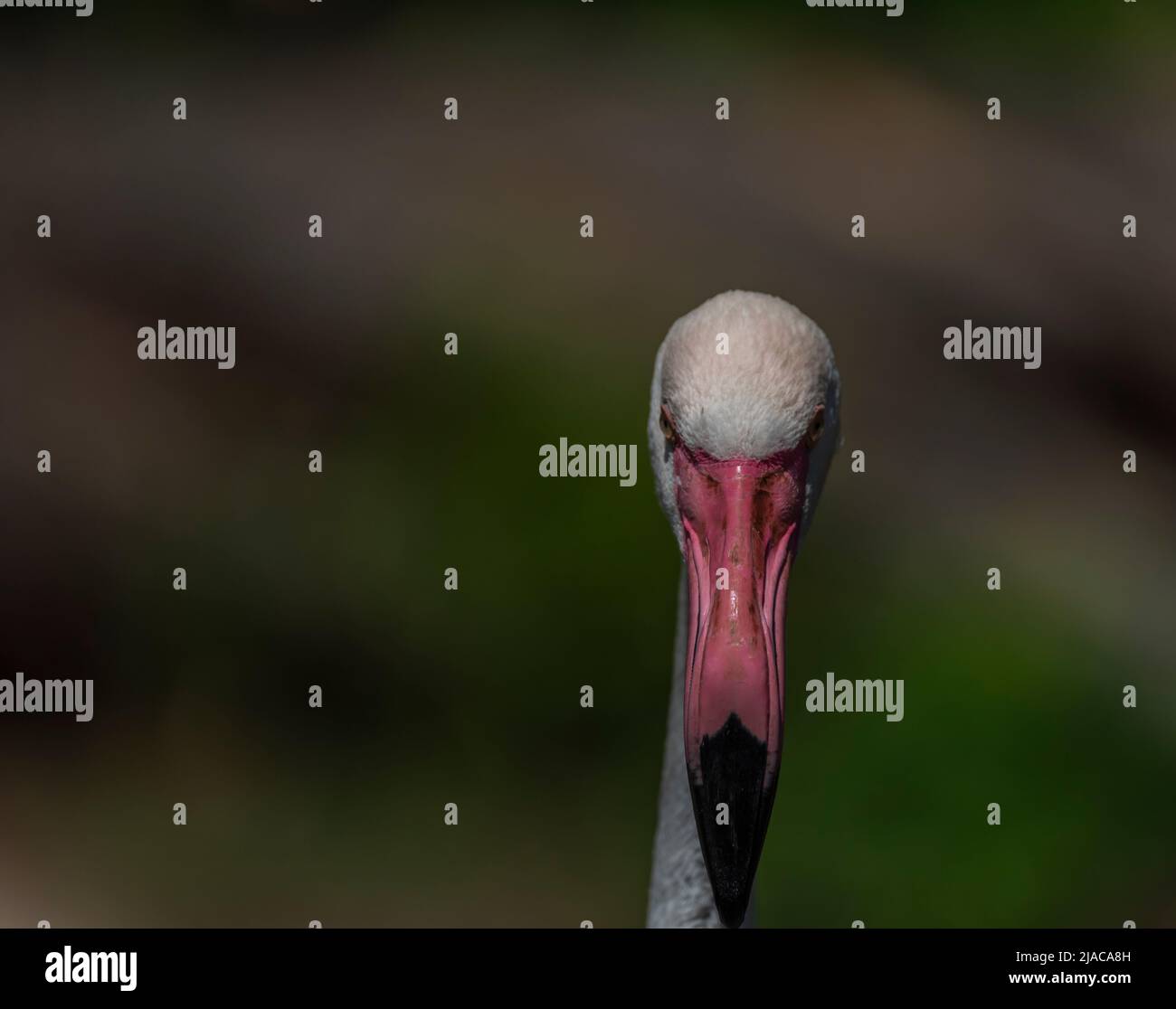 Phoenicopteridae bird with pink beak and green fresh background Stock ...