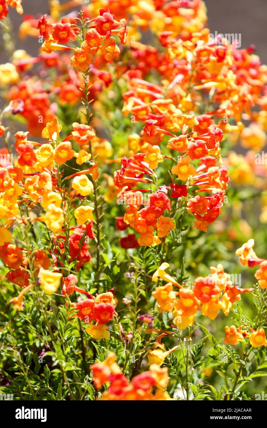 Fire bells hi-res stock photography and images - Alamy