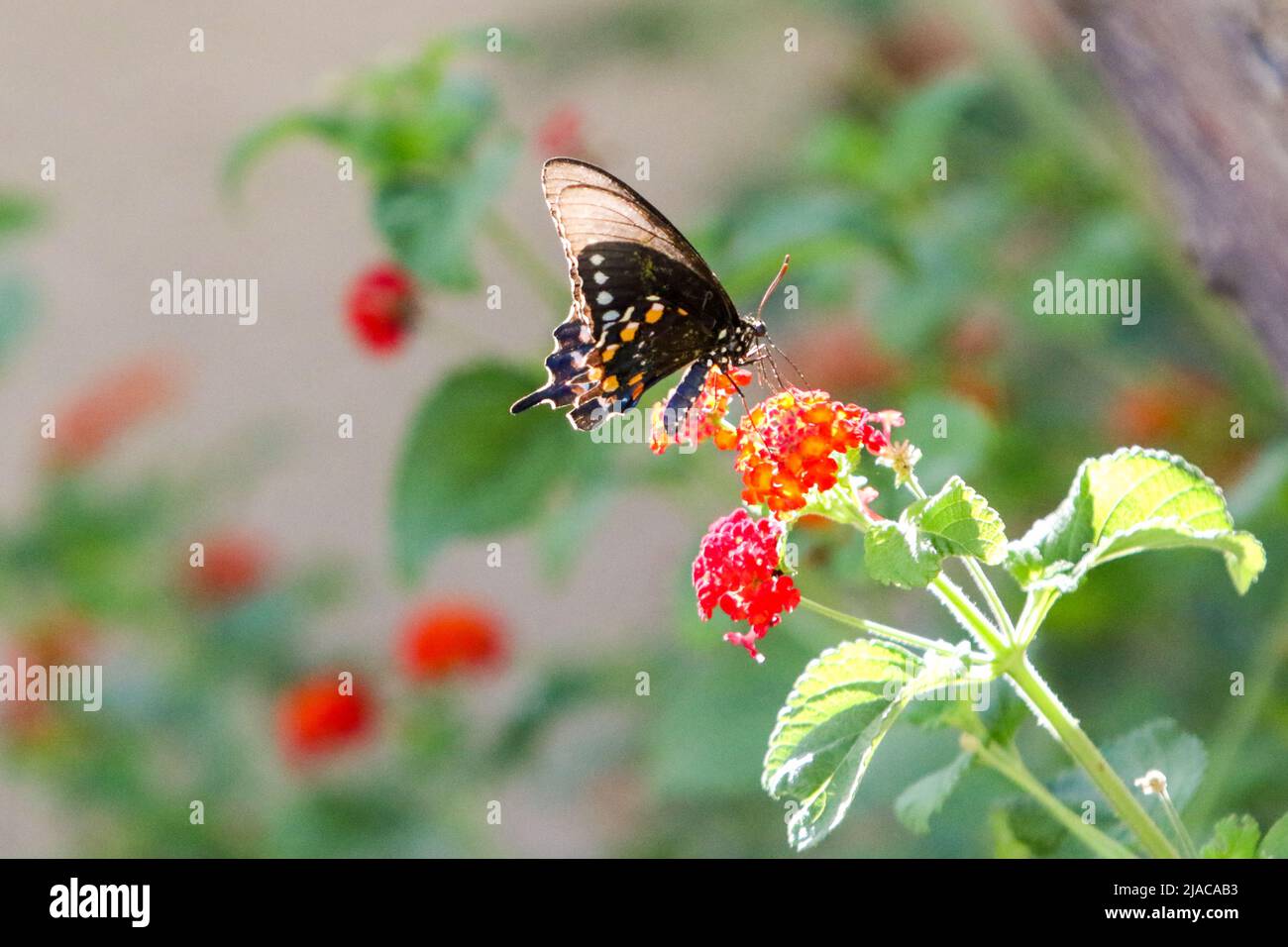 Pipevine (Blue) Swallowtail butterfly Stock Photo - Alamy