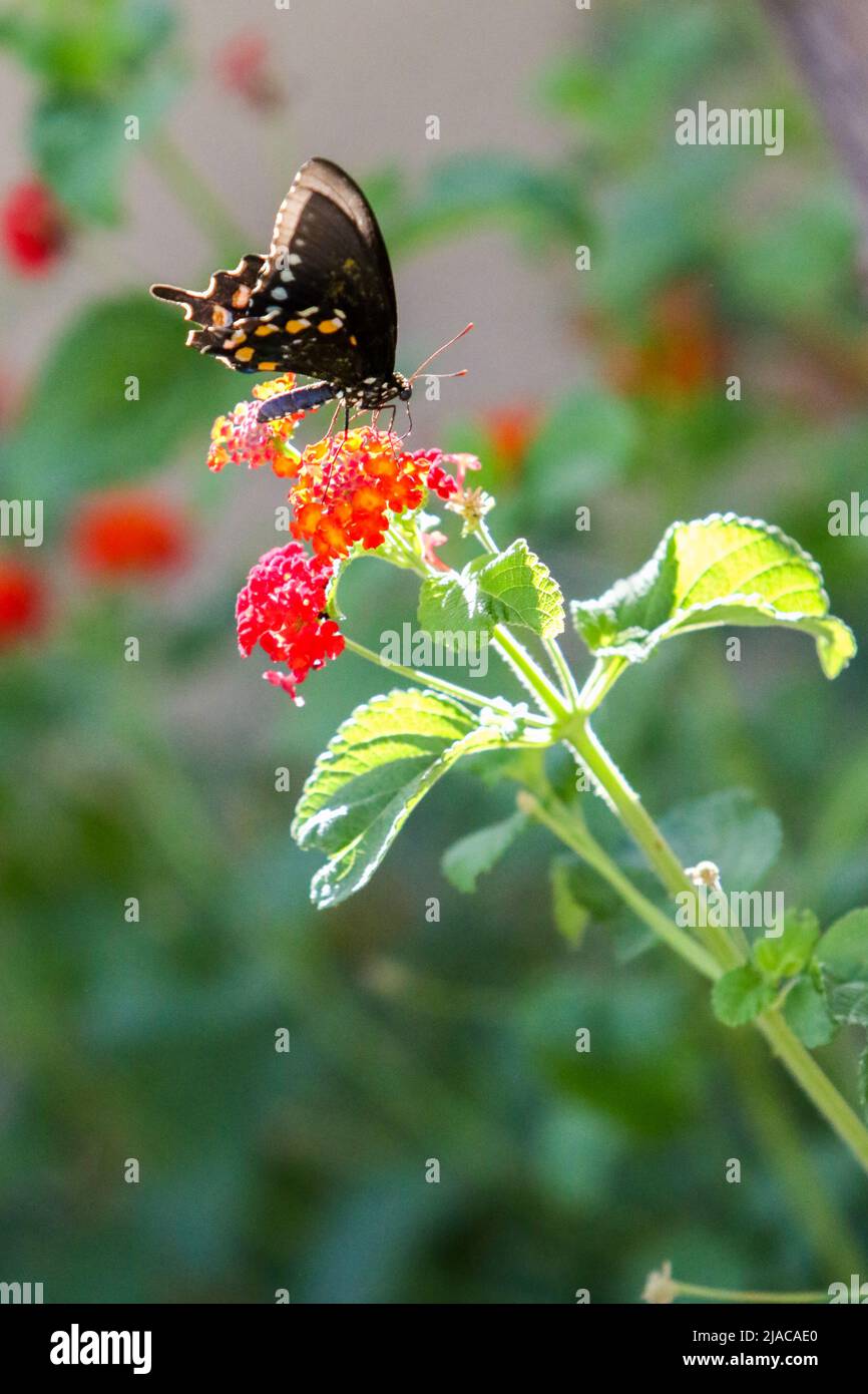 Pipevine (Blue) Swallowtail butterfly Stock Photo - Alamy
