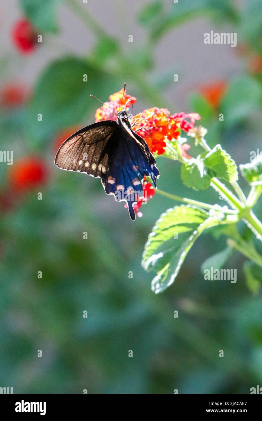 Pipevine (Blue) Swallowtail butterfly Stock Photo - Alamy