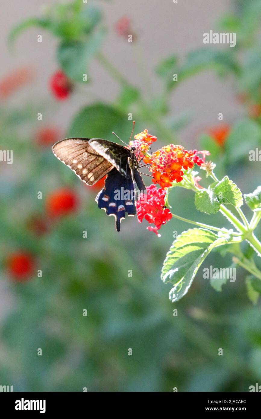 Pipevine (Blue) Swallowtail butterfly Stock Photo - Alamy