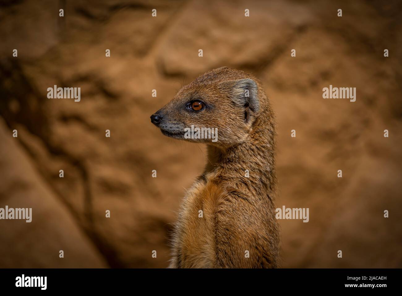 Suricata suricatta animal with orange desert sand in spring sunny day ...