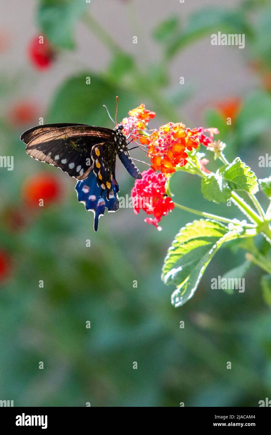 Pipevine (Blue) Swallowtail butterfly Stock Photo - Alamy