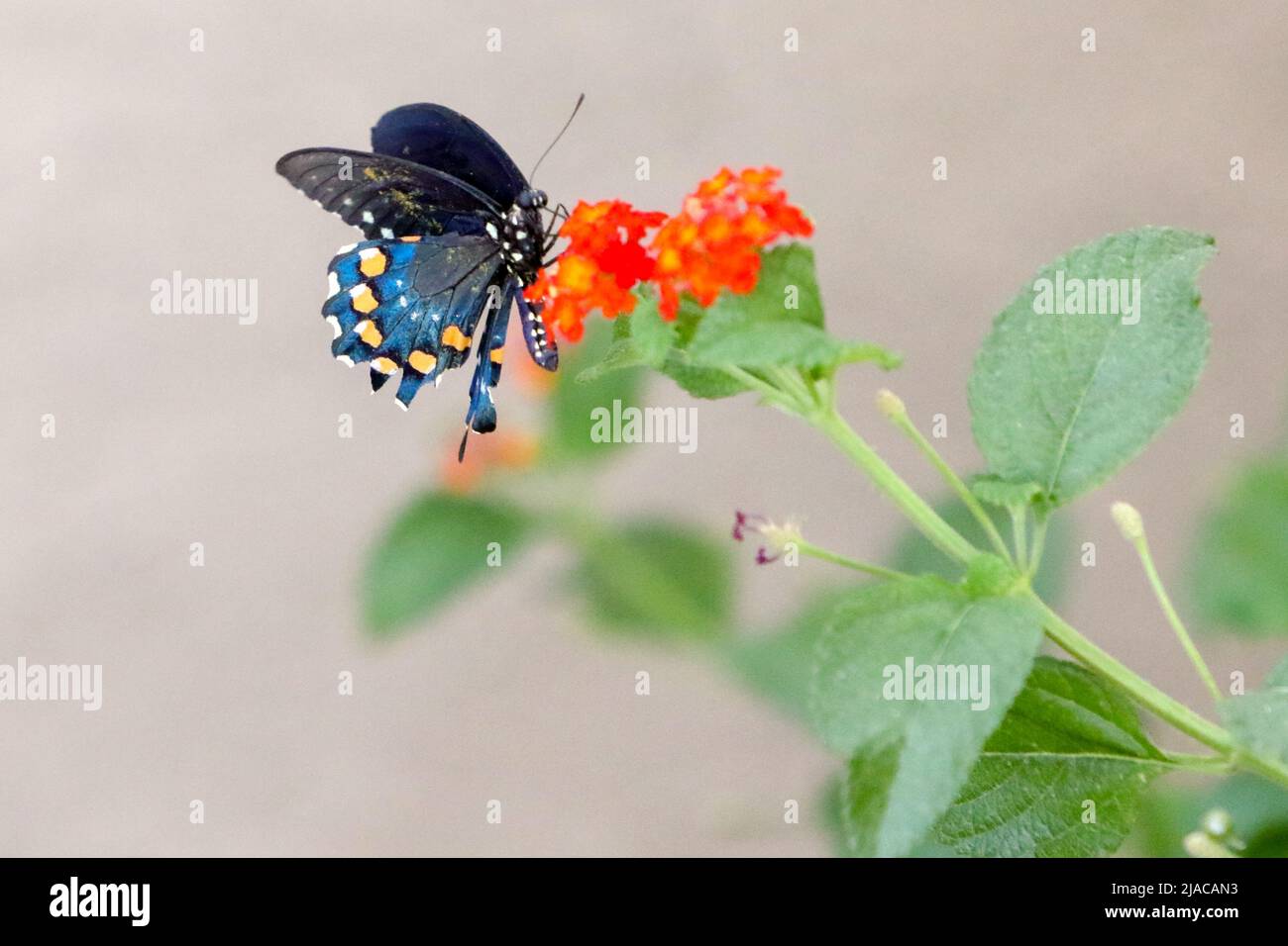 Pipevine (Blue) Swallowtail butterfly Stock Photo - Alamy