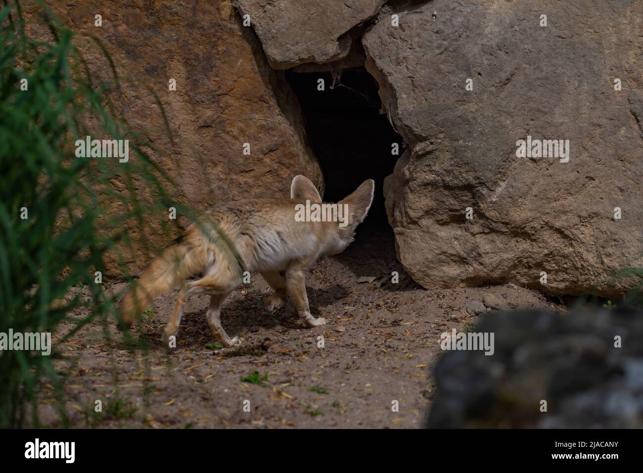 Fennec fox hunting hi-res stock photography and images - Alamy