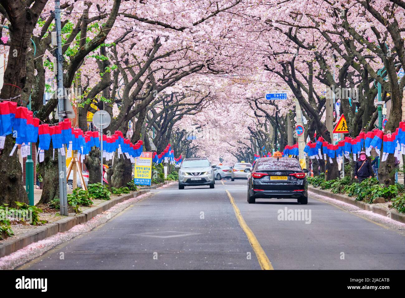 Blooming sakura cherry blossom trees in Korea Stock Photo - Alamy