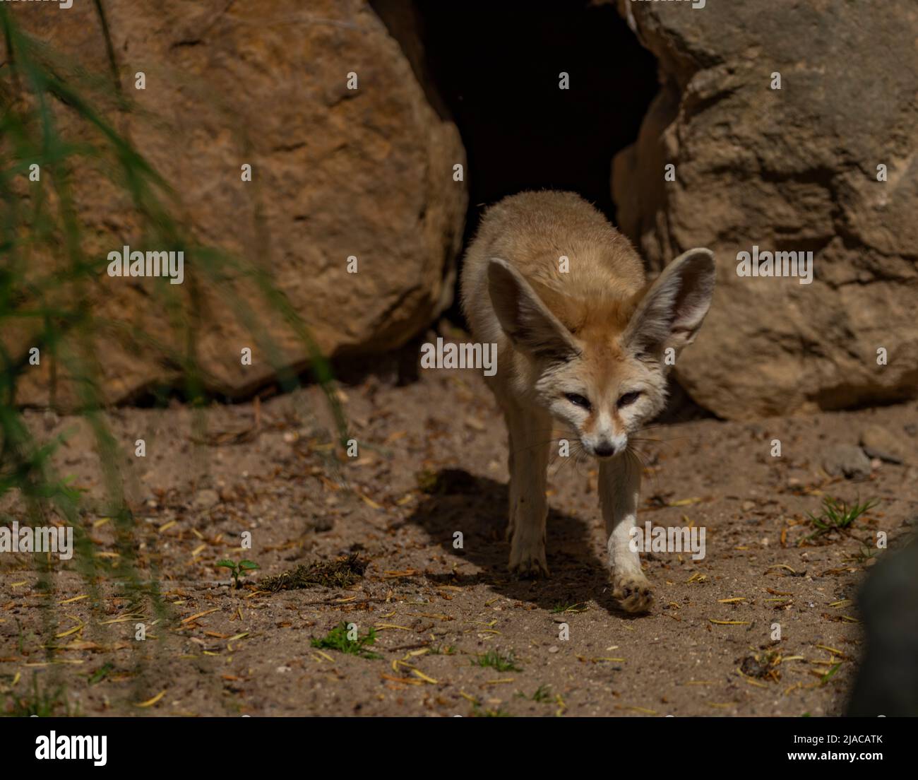 Fennec on hot sand near stones and small nest in hole Stock Photo - Alamy