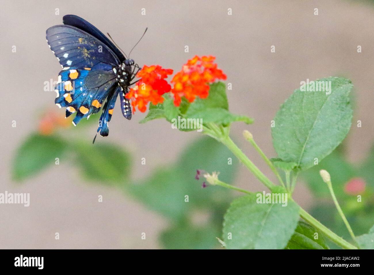 Pipevine (Blue) Swallowtail butterfly Stock Photo - Alamy