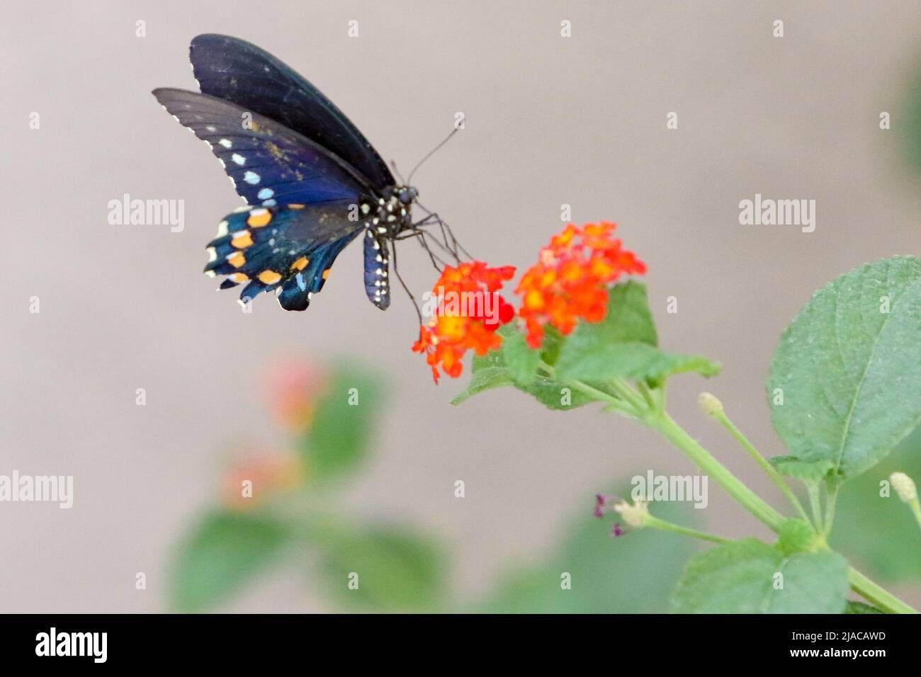 Pipevine (Blue) Swallowtail butterfly Stock Photo - Alamy