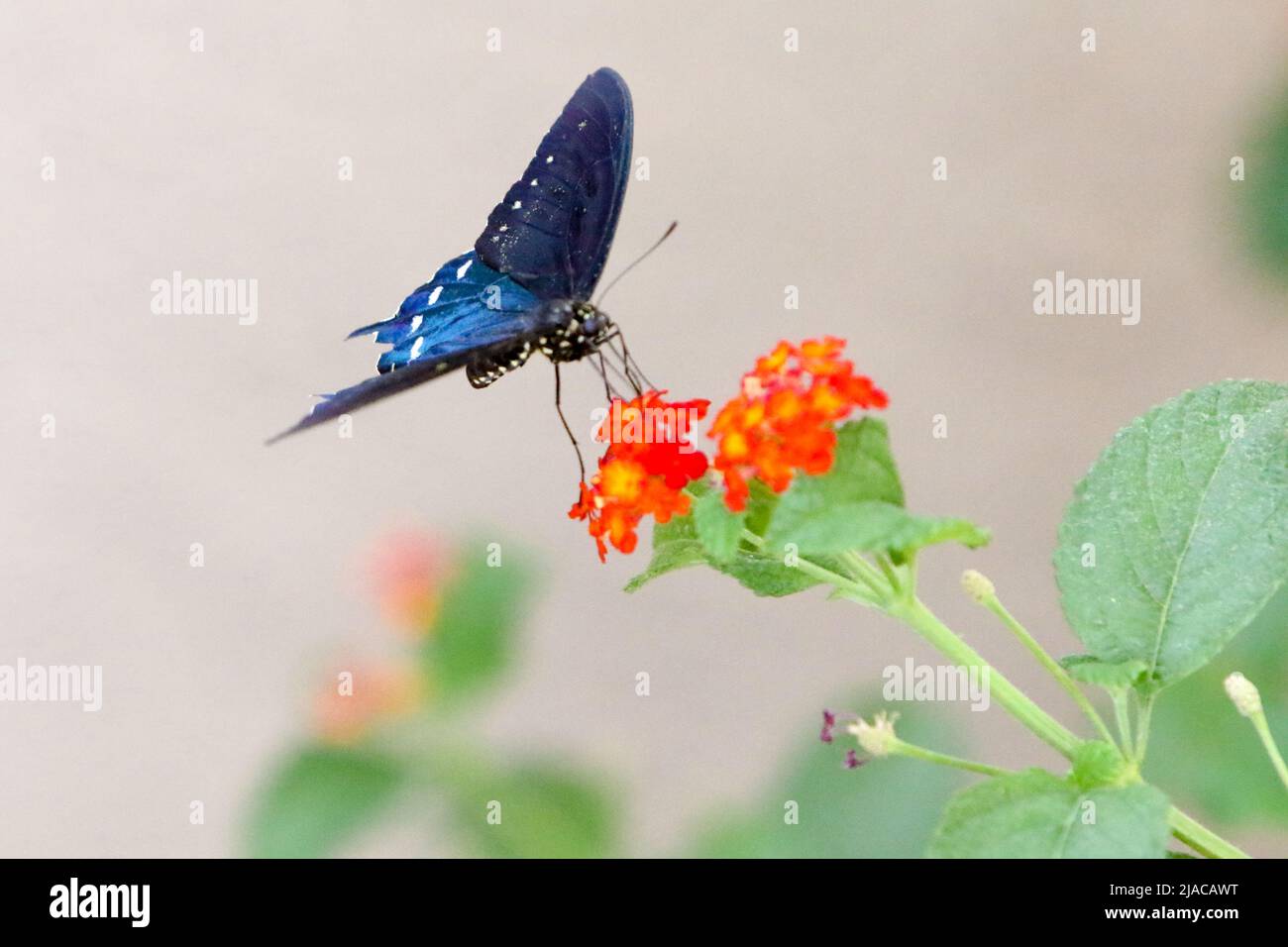 Pipevine (Blue) Swallowtail butterfly Stock Photo - Alamy