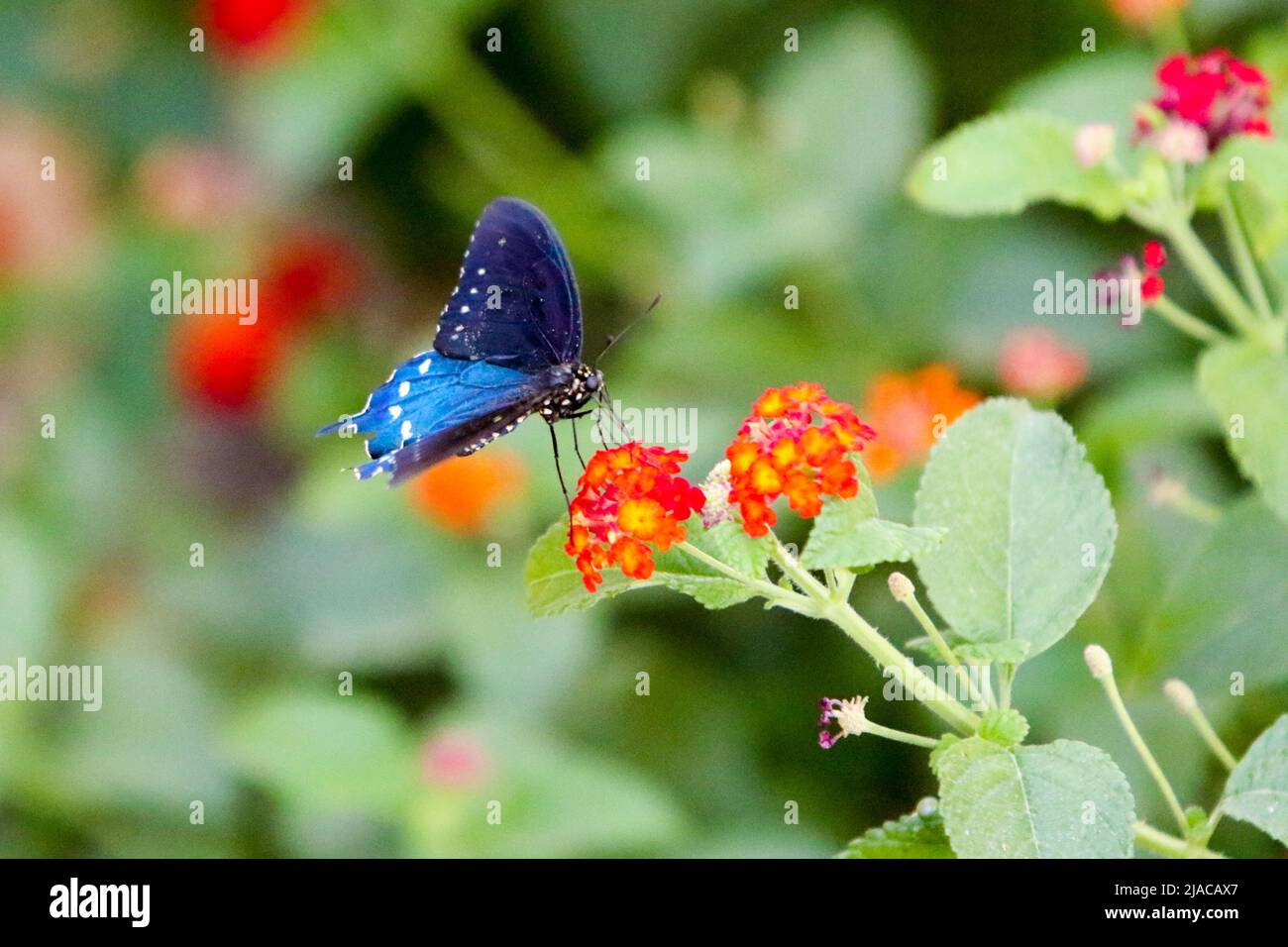 Pipevine (Blue) Swallowtail butterfly Stock Photo - Alamy