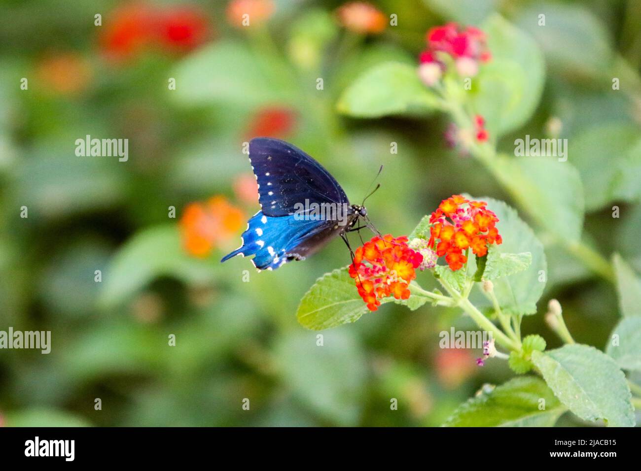 Pipevine (Blue) Swallowtail butterfly Stock Photo - Alamy