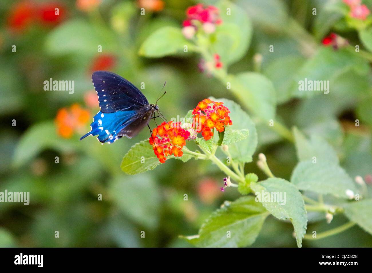Pipevine (Blue) Swallowtail butterfly Stock Photo - Alamy