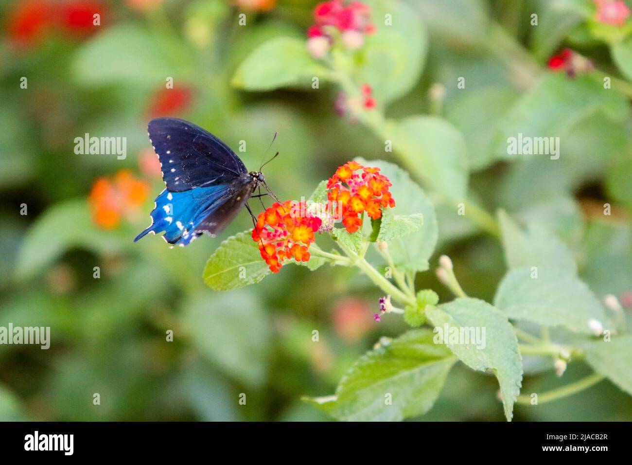 Pipevine (Blue) Swallowtail butterfly Stock Photo - Alamy