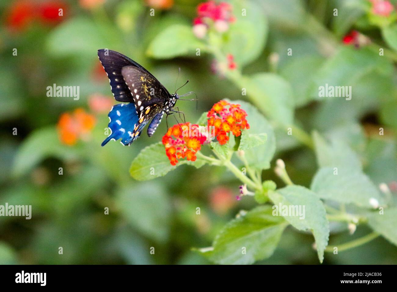 Pipevine (Blue) Swallowtail butterfly Stock Photo - Alamy
