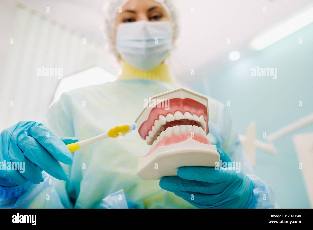 A model of a human jaw with teeth and a toothbrush in the dentist's ...