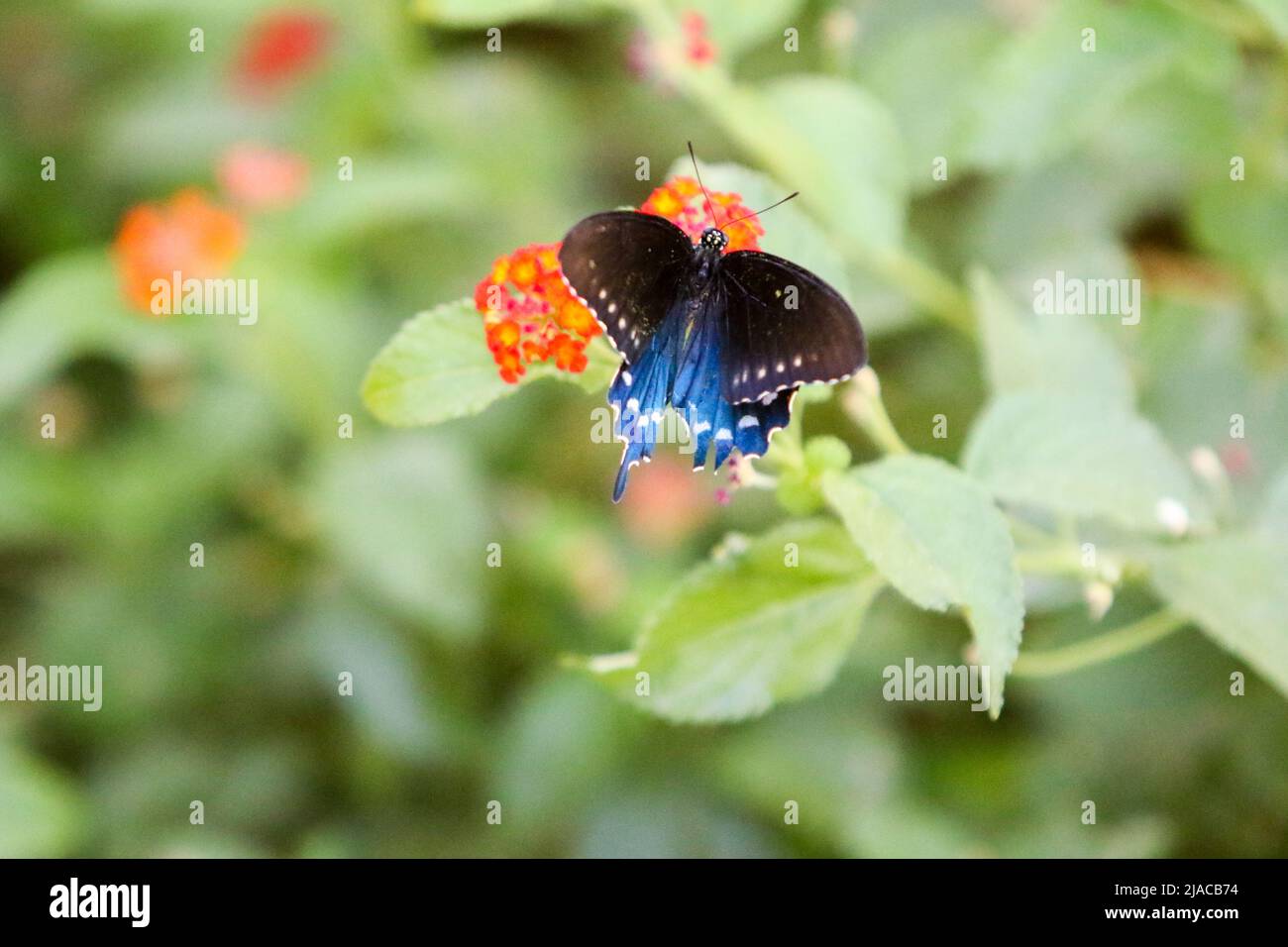 Pipevine (Blue) Swallowtail butterfly Stock Photo - Alamy