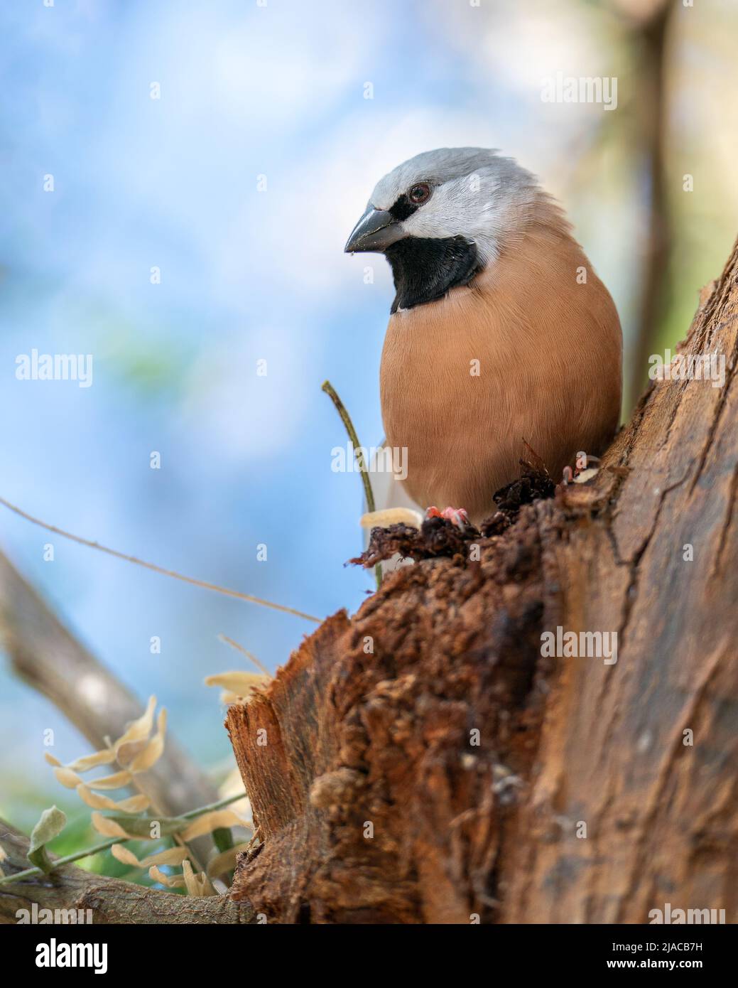 Finches black hi-res stock photography and images - Alamy