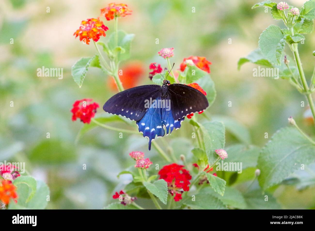 Blue swallowtail butterfly hi-res stock photography and images - Alamy