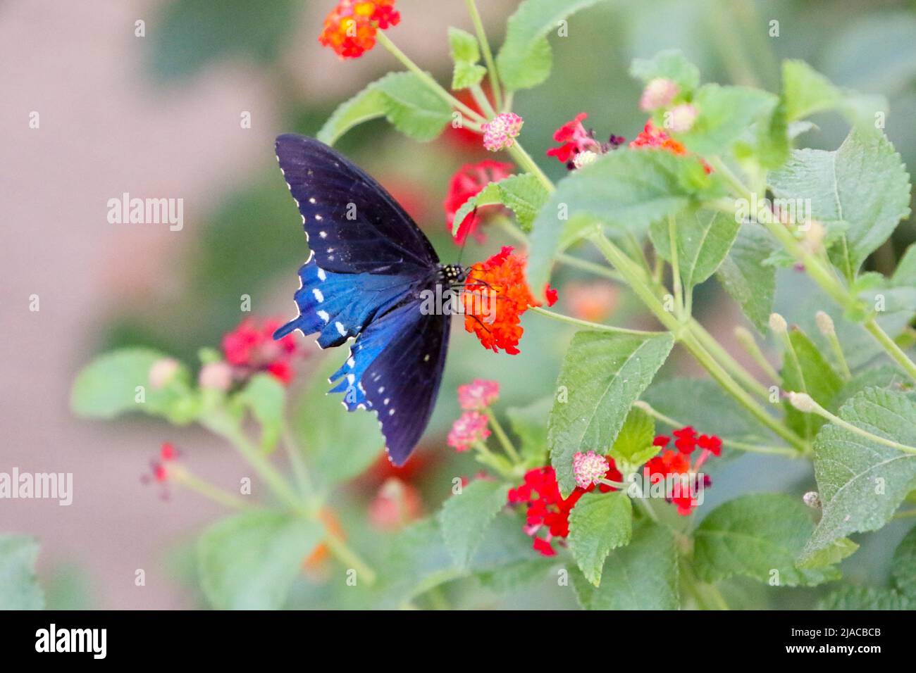 Pipevine (Blue) Swallowtail butterfly Stock Photo - Alamy