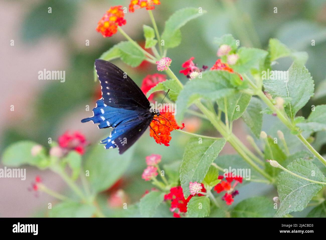 Pipevine (Blue) Swallowtail butterfly Stock Photo - Alamy