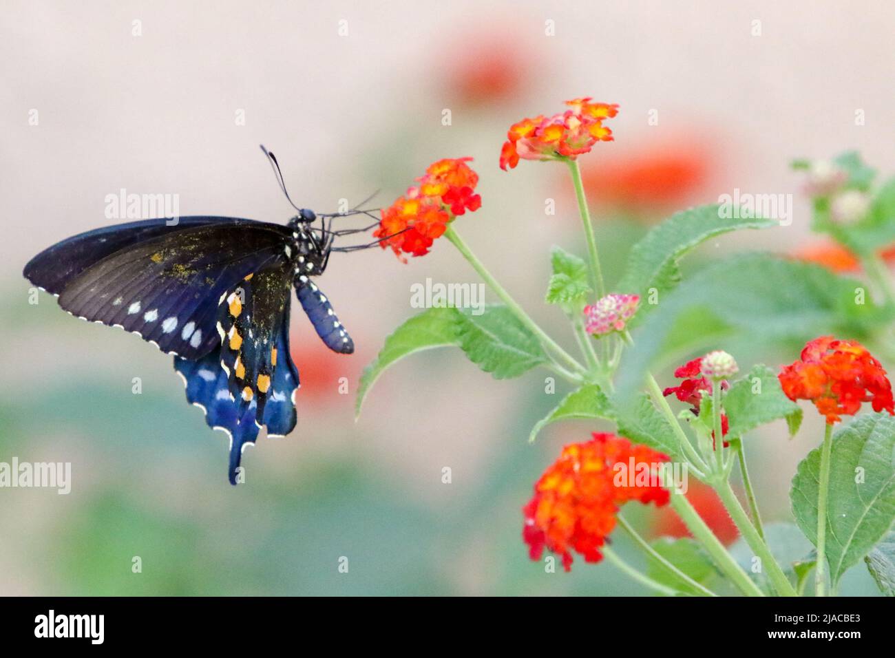 Pipevine (Blue) Swallowtail butterfly Stock Photo - Alamy