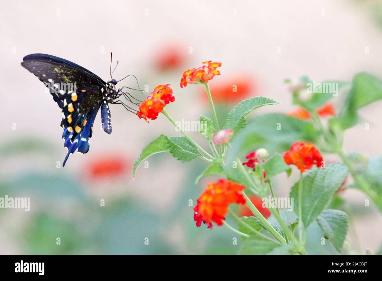 Pipevine (Blue) Swallowtail butterfly Stock Photo - Alamy