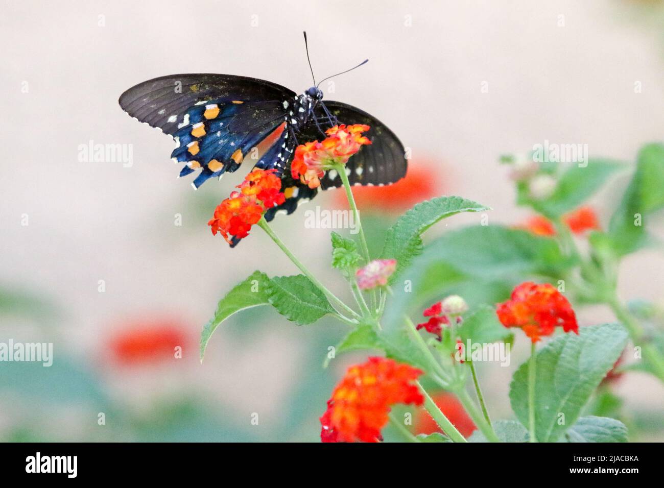 Pipevine (Blue) Swallowtail butterfly Stock Photo - Alamy