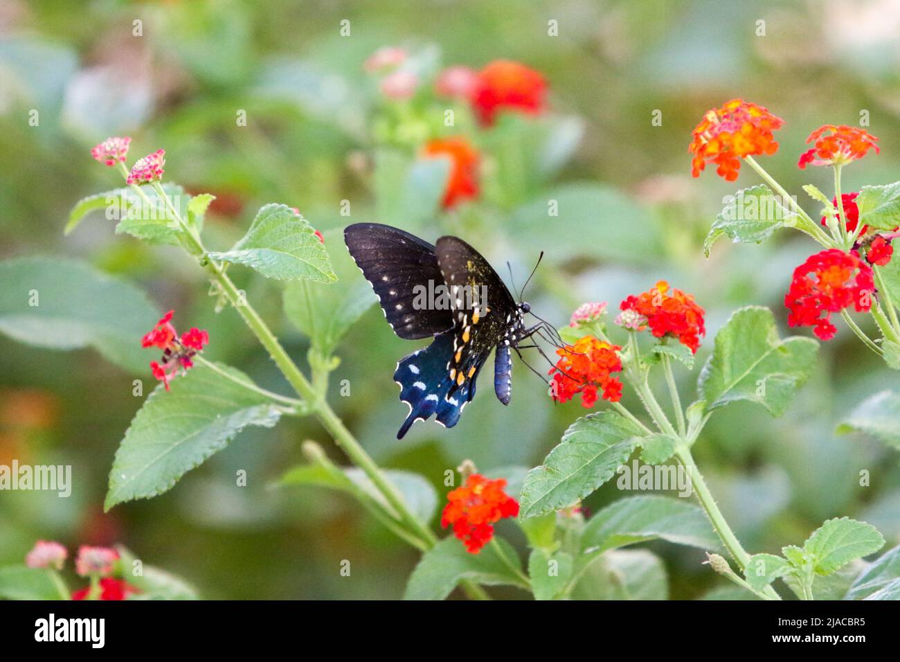 Pipevine (Blue) Swallowtail butterfly Stock Photo - Alamy