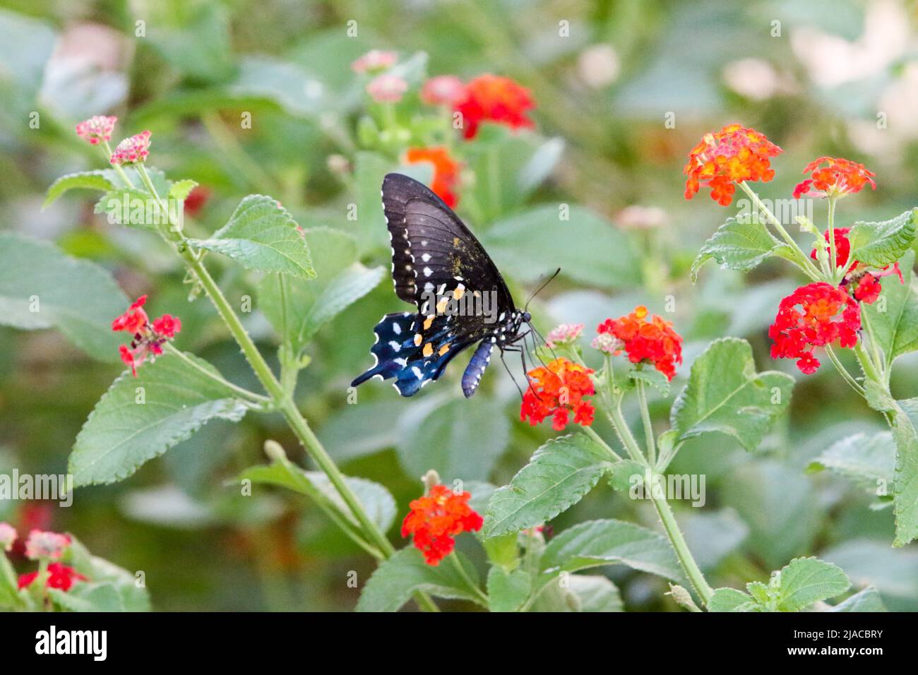 Pipevine (Blue) Swallowtail butterfly Stock Photo - Alamy