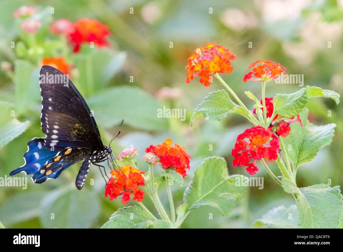 Pipevine (Blue) Swallowtail butterfly Stock Photo - Alamy