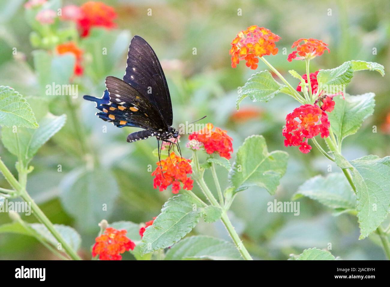 Pipevine (Blue) Swallowtail butterfly Stock Photo - Alamy