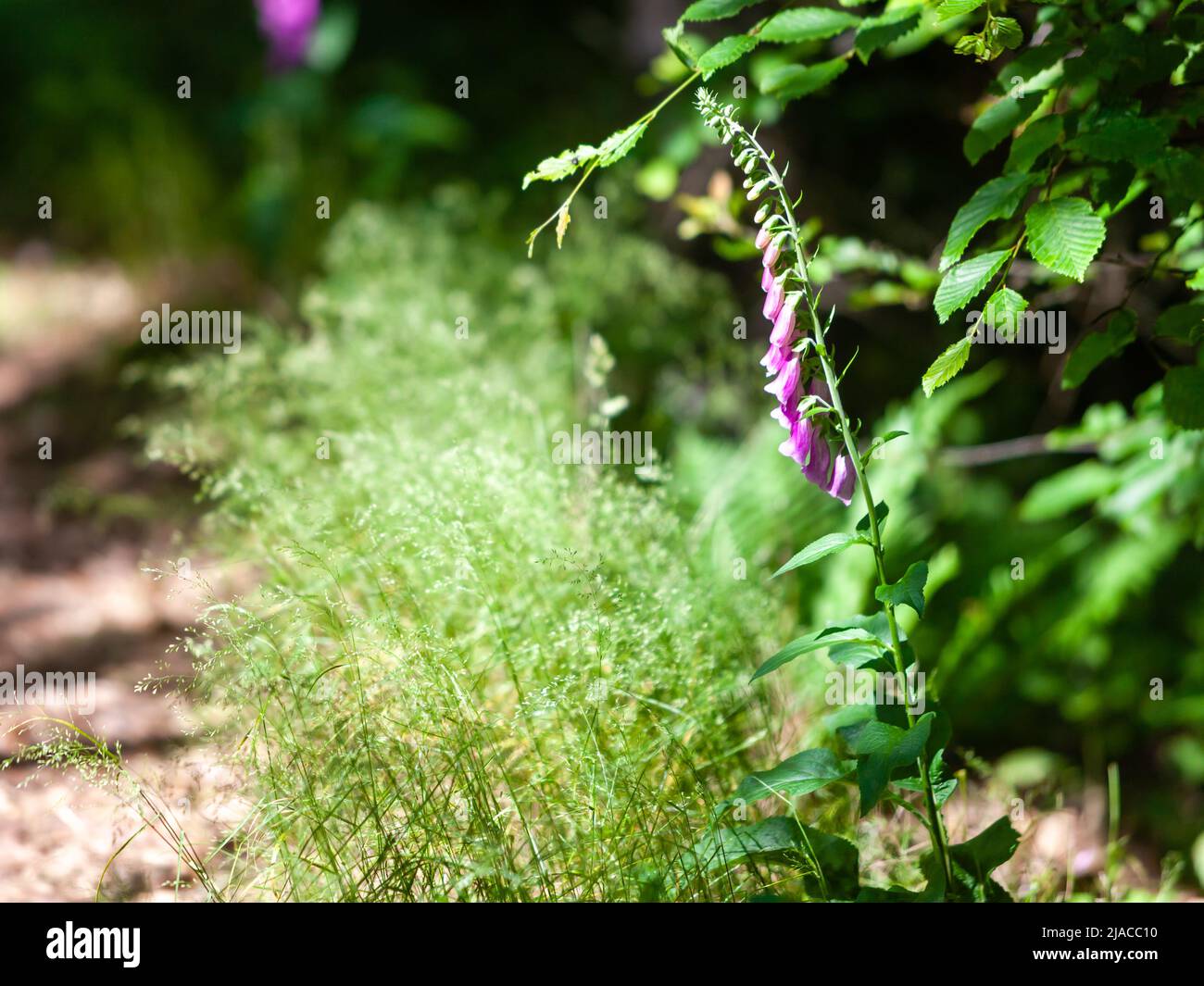 Red foxglove (Digitalis purpurea) in the forest Stock Photo - Alamy