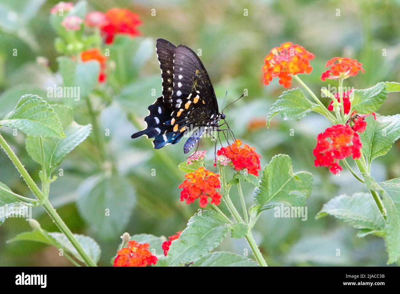 Pipevine (Blue) Swallowtail butterfly Stock Photo - Alamy