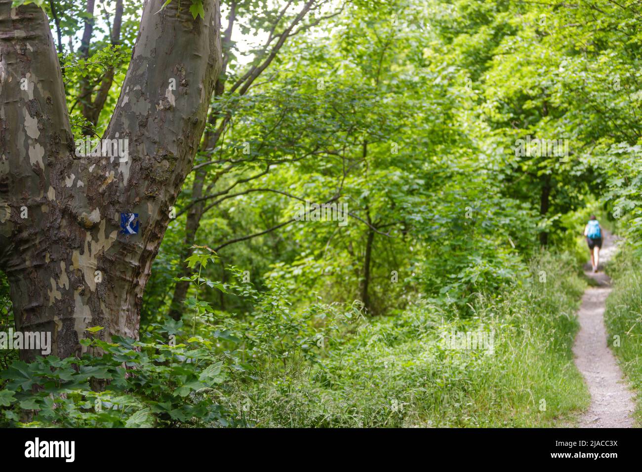 Rheinsteig hi-res stock photography and images - Alamy