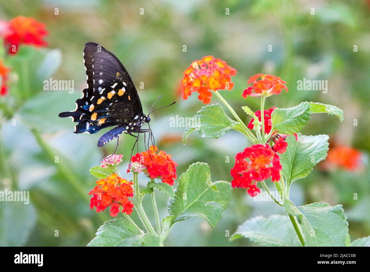 Pipevine (Blue) Swallowtail butterfly Stock Photo - Alamy