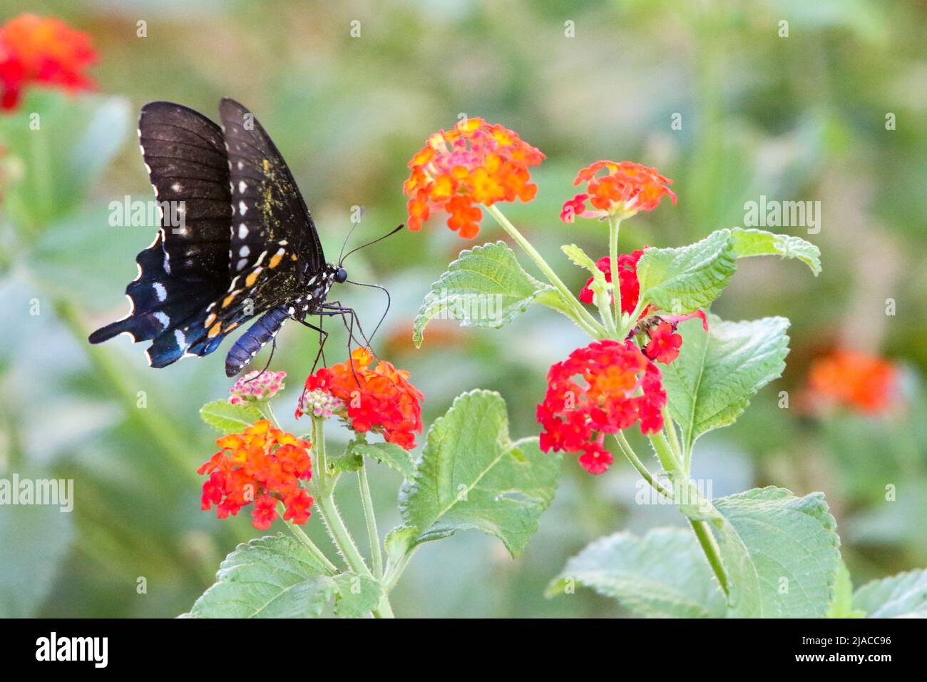 Pipevine (Blue) Swallowtail butterfly Stock Photo - Alamy