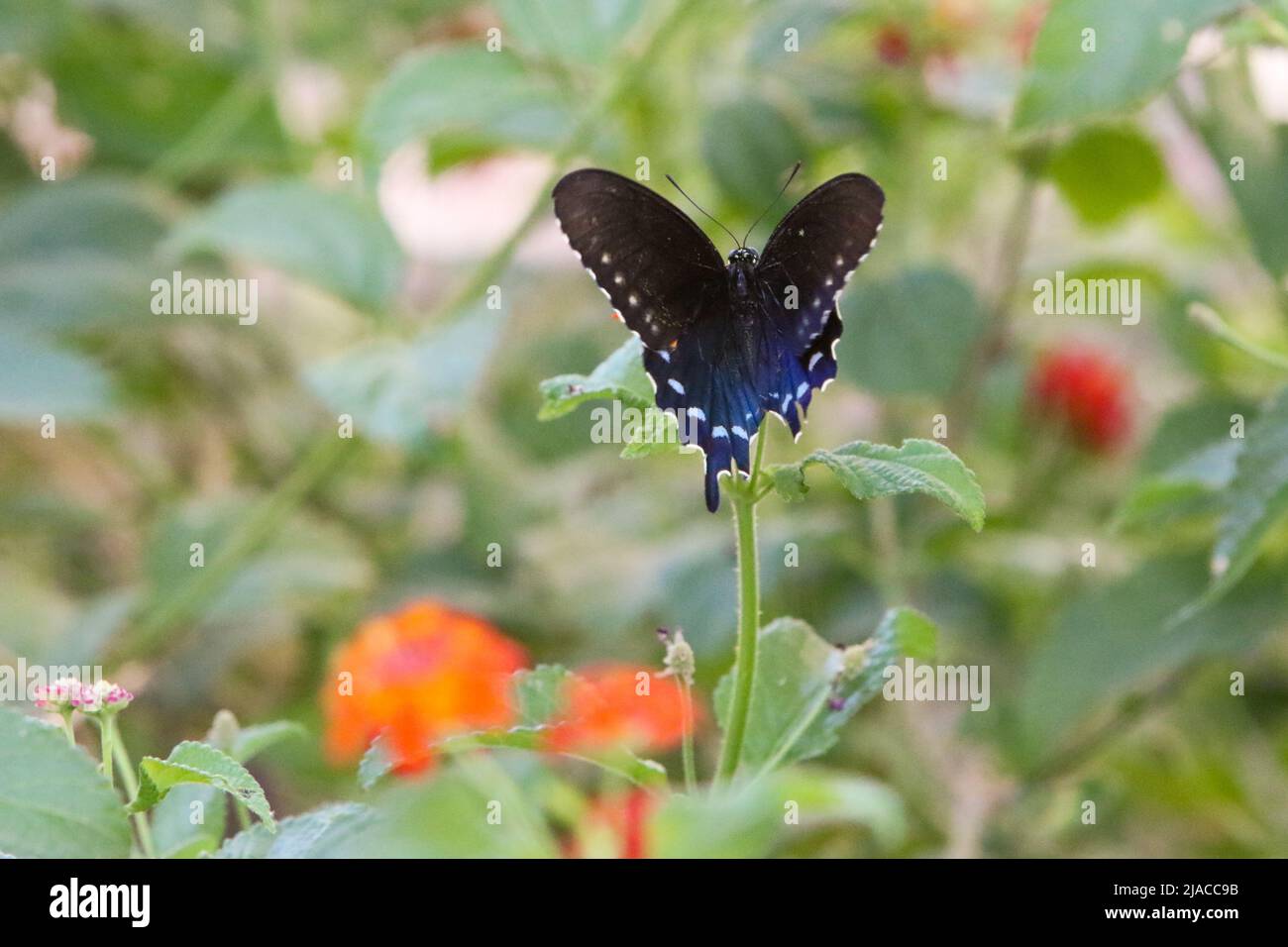 Pipevine (Blue) Swallowtail butterfly Stock Photo - Alamy