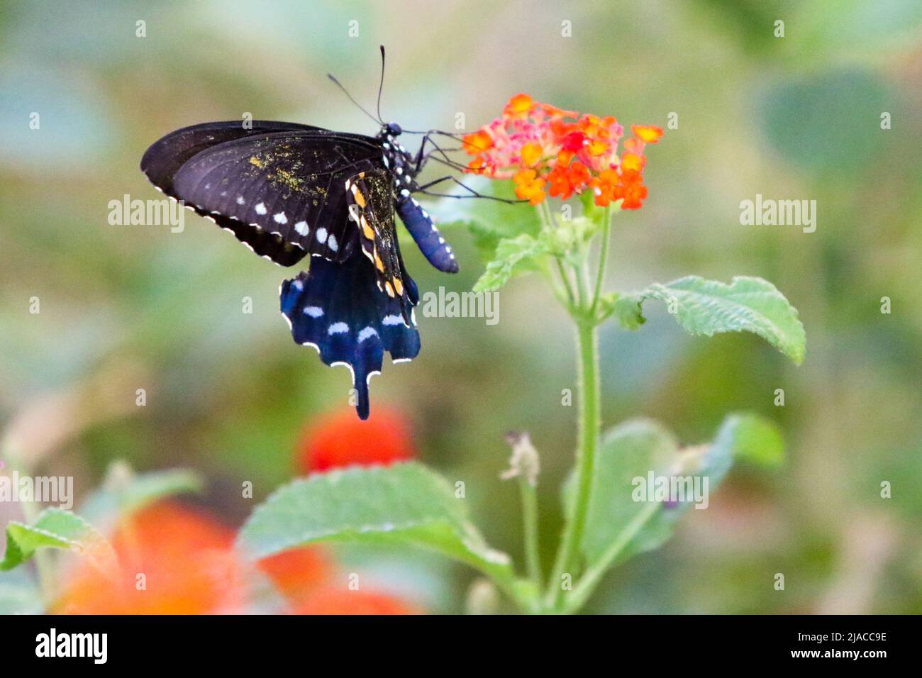 Pipevine (Blue) Swallowtail butterfly Stock Photo - Alamy