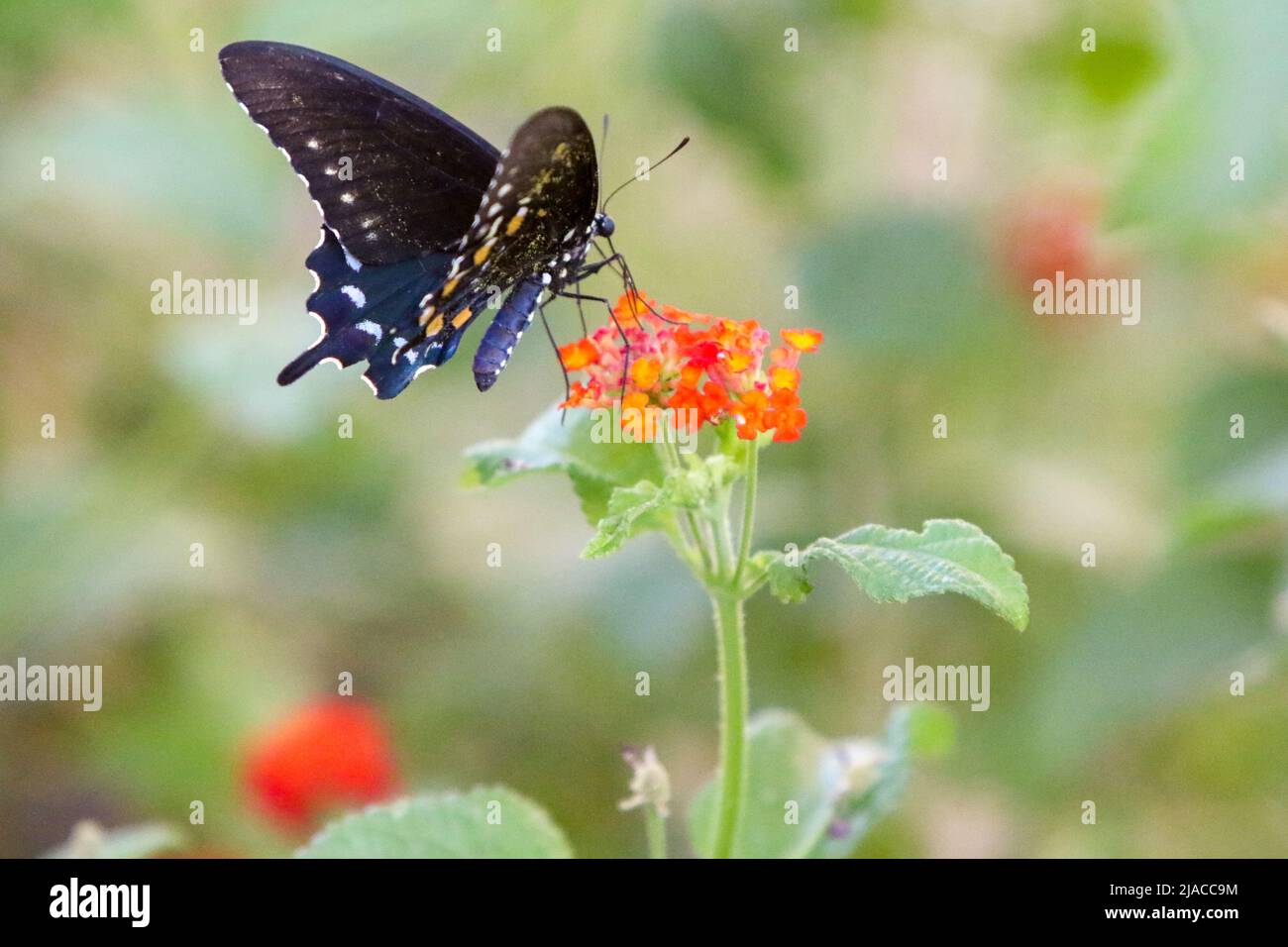 Pipevine (Blue) Swallowtail butterfly Stock Photo - Alamy