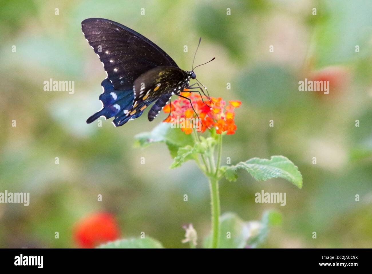 Pipevine (Blue) Swallowtail butterfly Stock Photo - Alamy