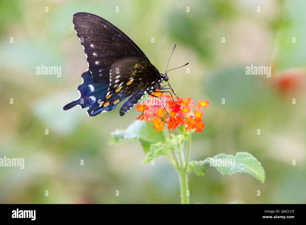 Pipevine (Blue) Swallowtail butterfly Stock Photo - Alamy