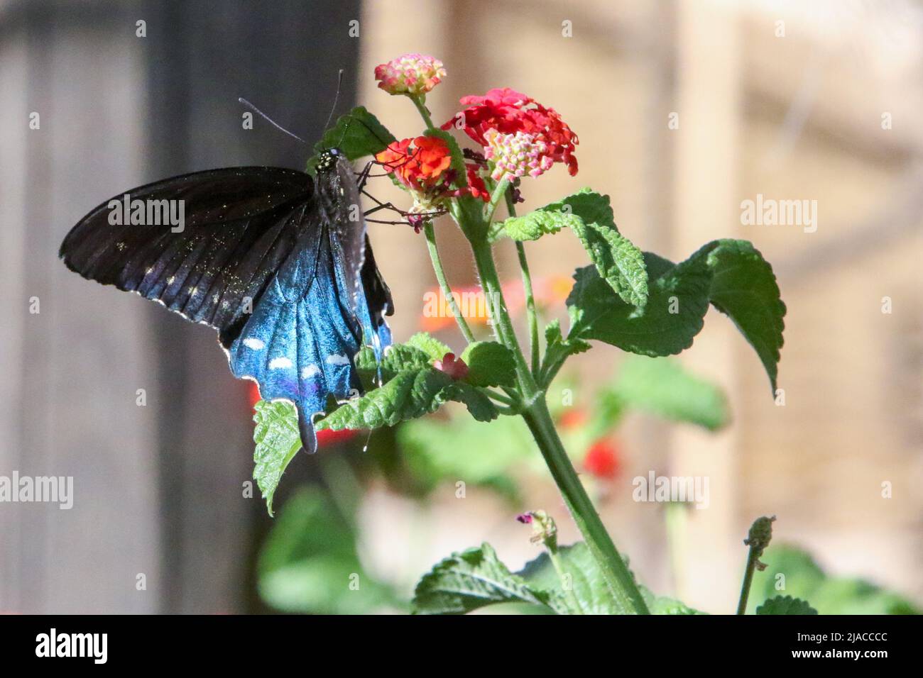 Pipevine (Blue) Swallowtail butterfly Stock Photo - Alamy