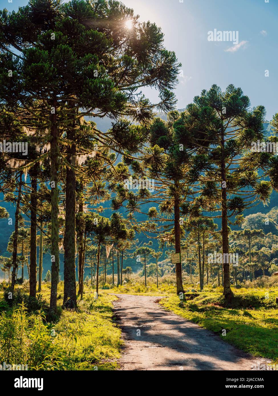 Brazilian rain forest road hi-res stock photography and images - Alamy