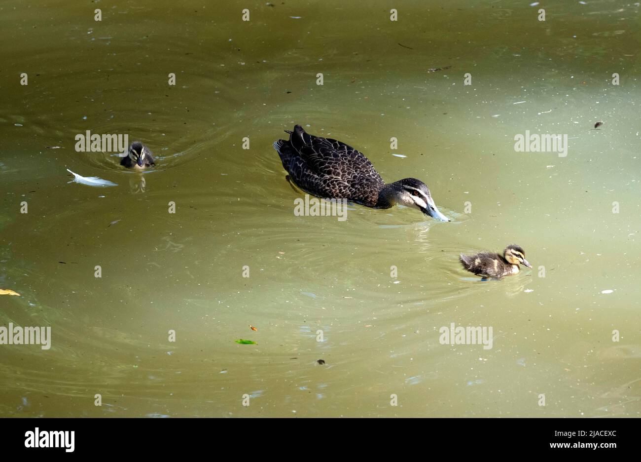 A Pacific Black Duck (Anas supercilios) swims with chicks at ...