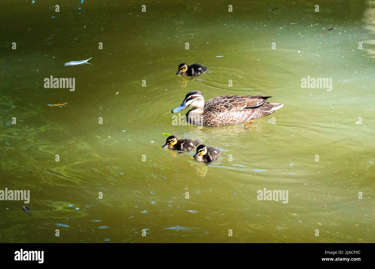 A Pacific Black Duck (Anas supercilios) swims with chicks at ...