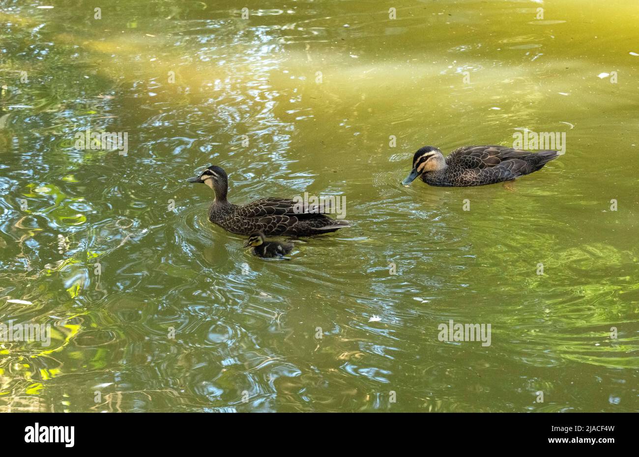 A male and female Pacific Black Duck (Anas supercilios) swims with ...